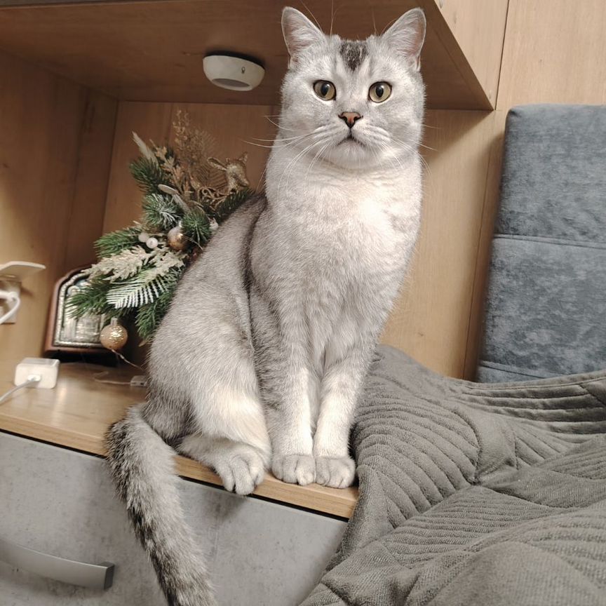 Британский длинношёрстный, взрослый кот