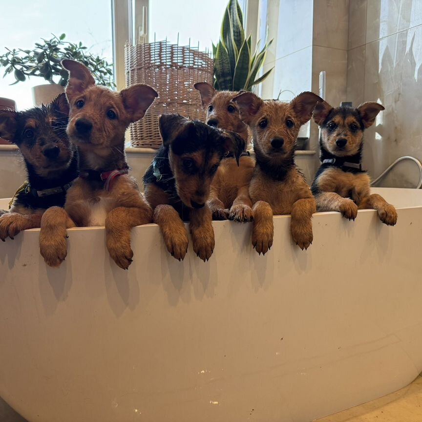 Щенки Эрдельтерьера