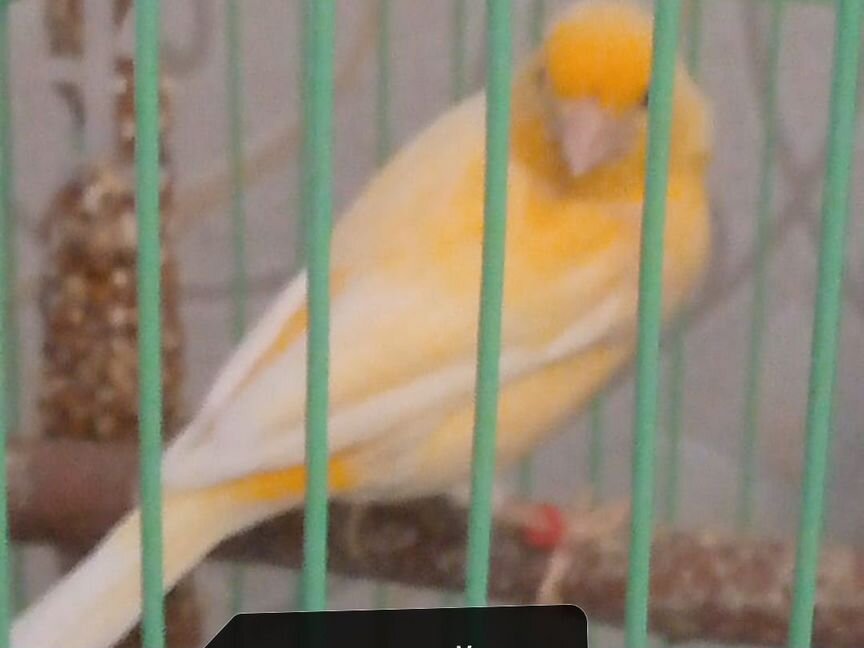 Кенара и канарейки