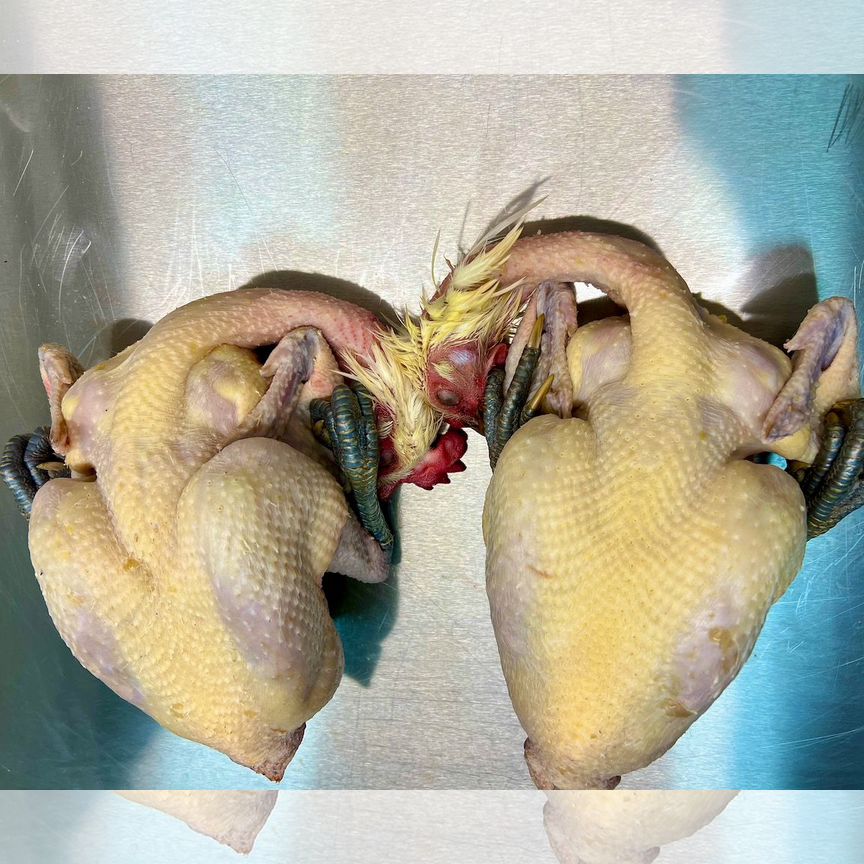 Петух Брессгальский молочный откорм