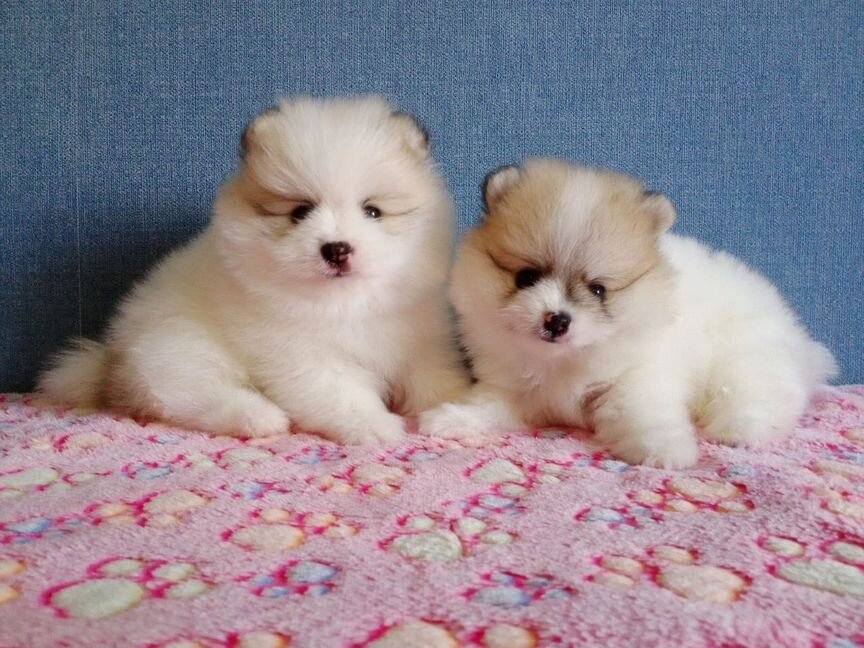 Щенки шпица мини мишка