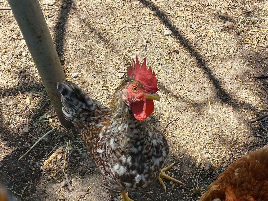 Петух породы доминант