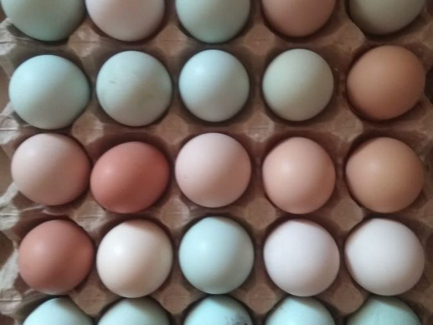 Инкубационное яйцо кур