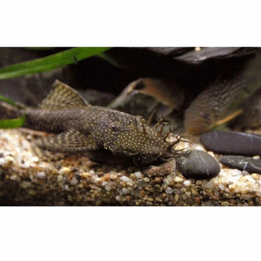 Сомик анциструс