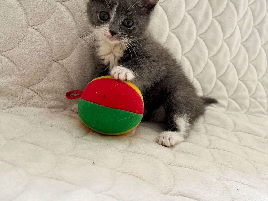 Котенок в добрые руки