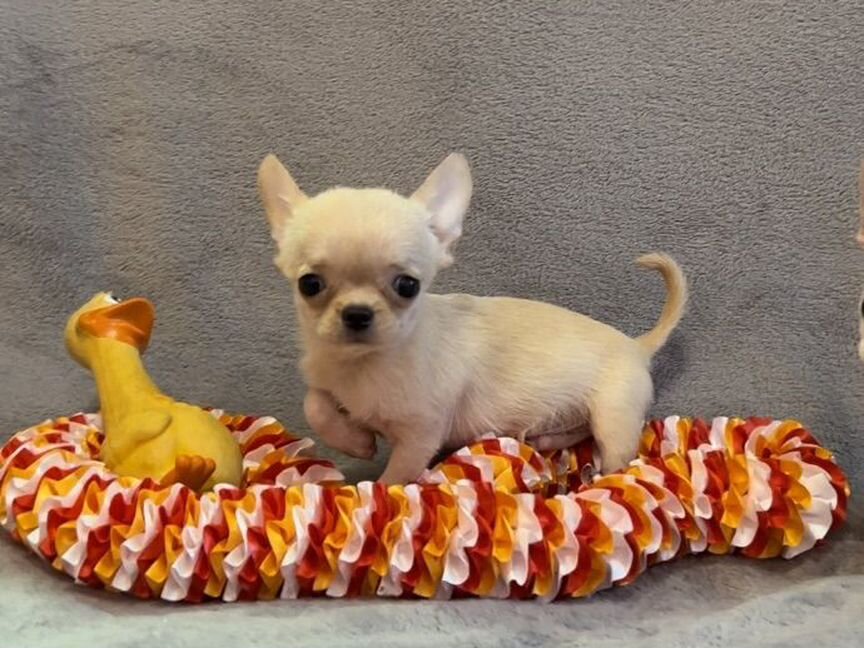 Чихуахуа Супермини мальчик