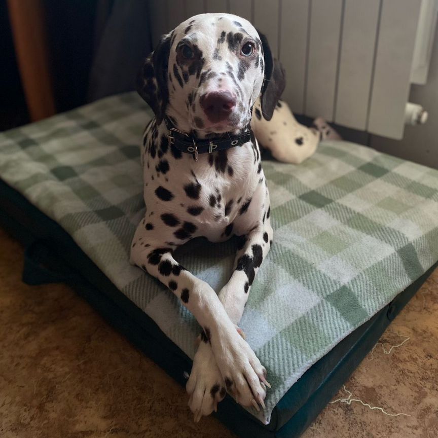 Далматин, щенок