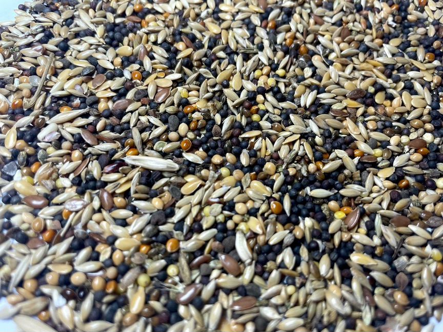 Канареечное семя.Корма для канареек