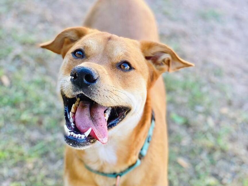 Молодые собаки подростки много разных в дар