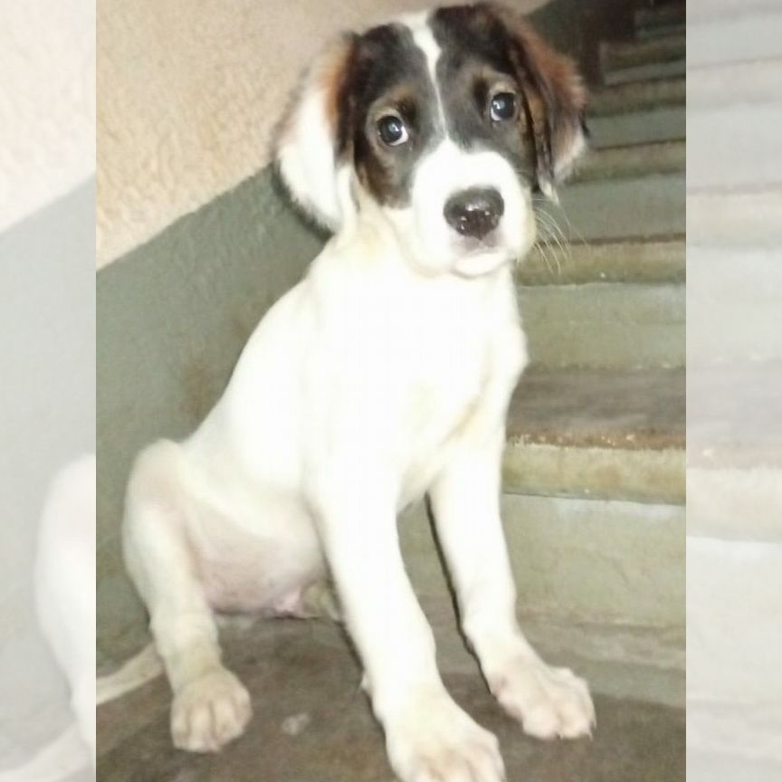 Щенок в добрые руки