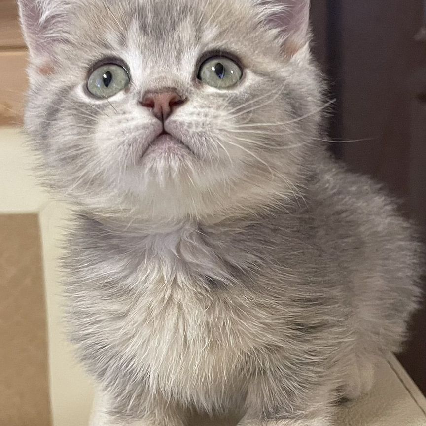 Коротколапый малыш манчкин