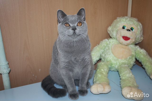 Британские котята