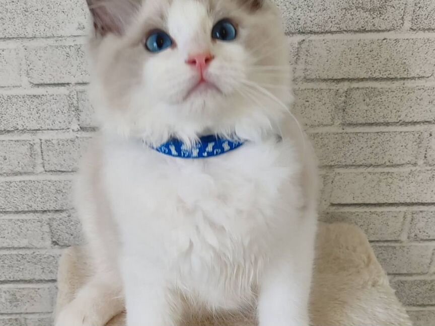 Котик рэгдолл