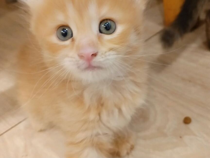 Котята мейн-кун и вислоухой британки