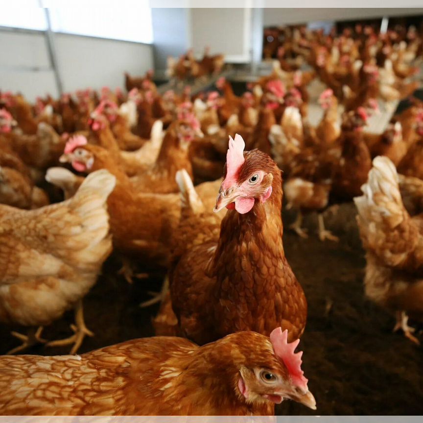 Куры несушки Карасук