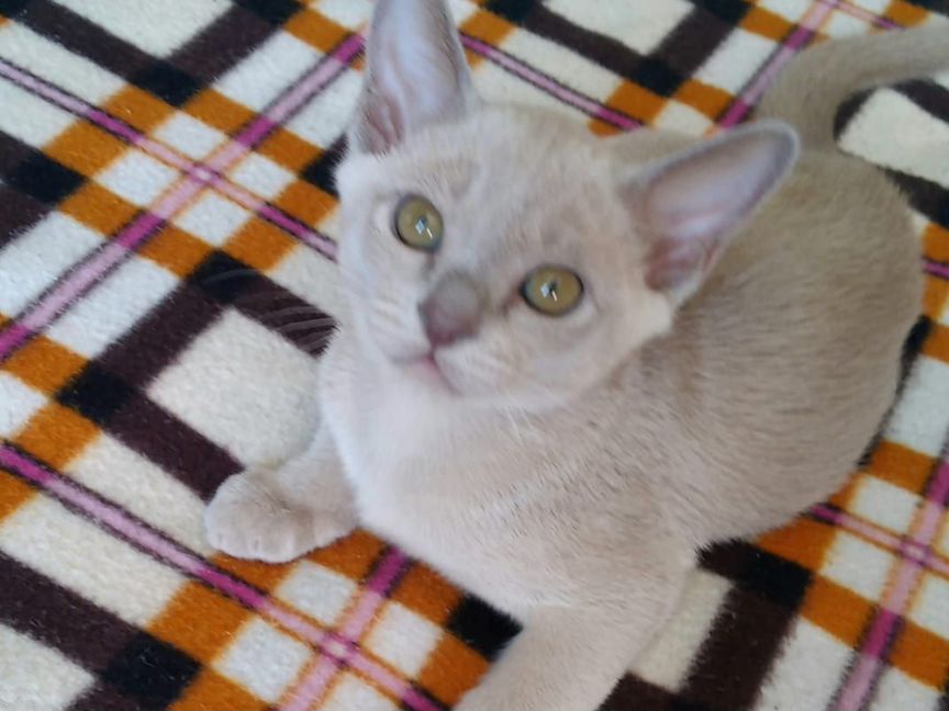 Бурманские котята