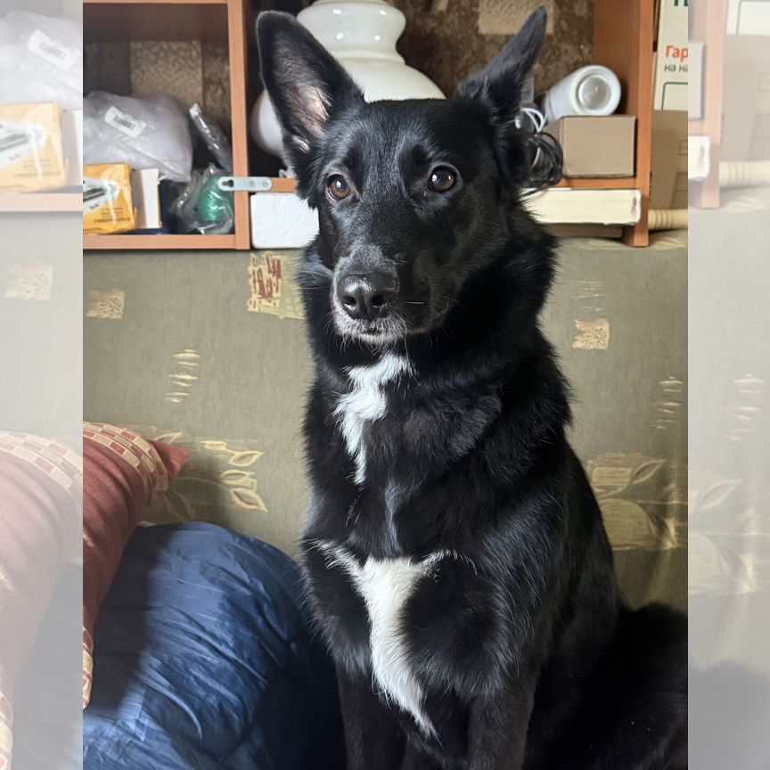 Взрослая собака в добрые руки