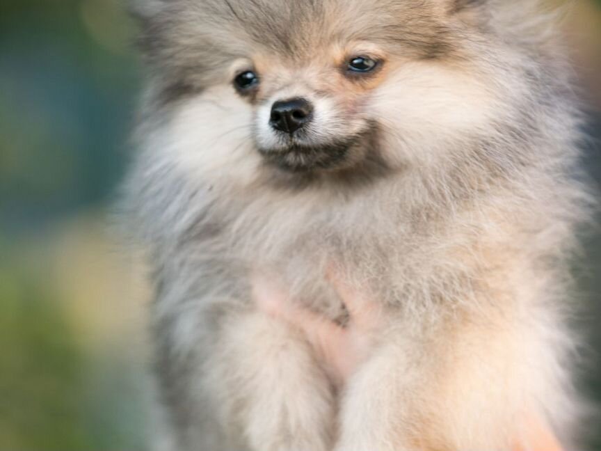 Померанский шпиц мини щенок