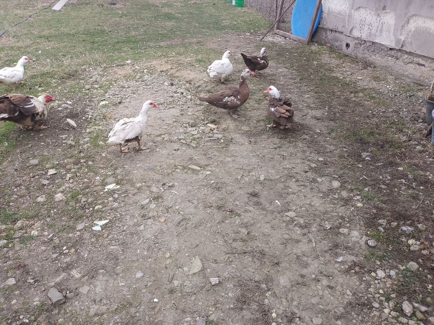 Индоутки
