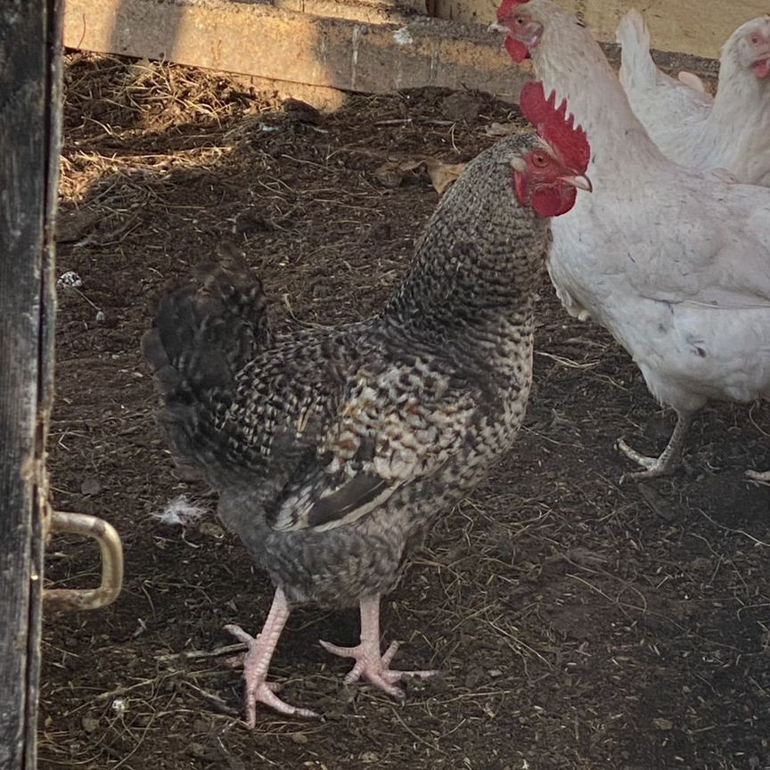 Продаю петухов молодых