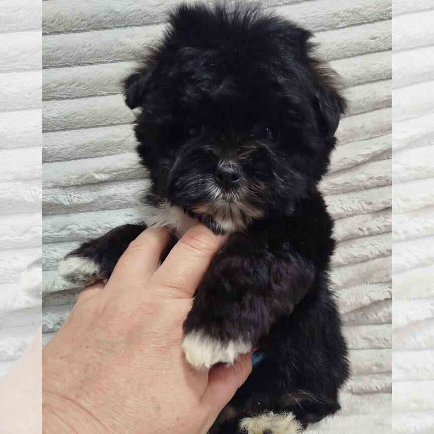 Мальтипу, щенок