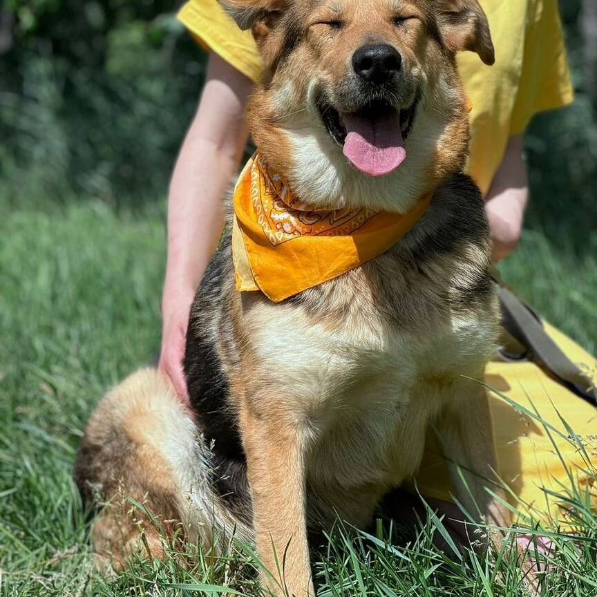 Приезжайте в приют за другом