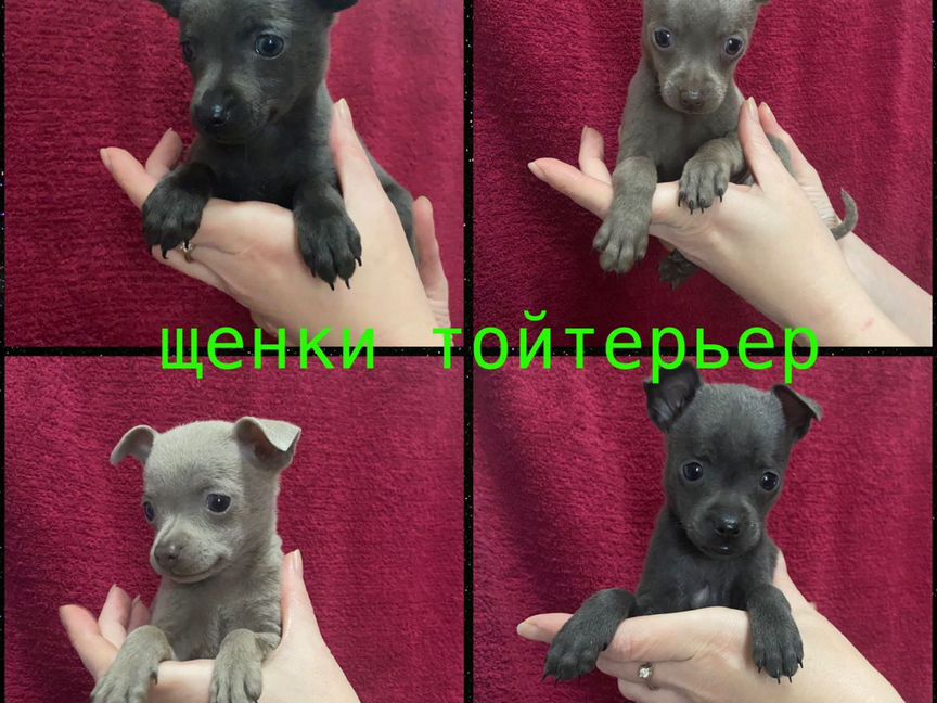 Щенки русский той-терьер