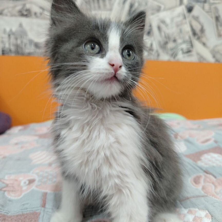 Котёнок в добрые руки