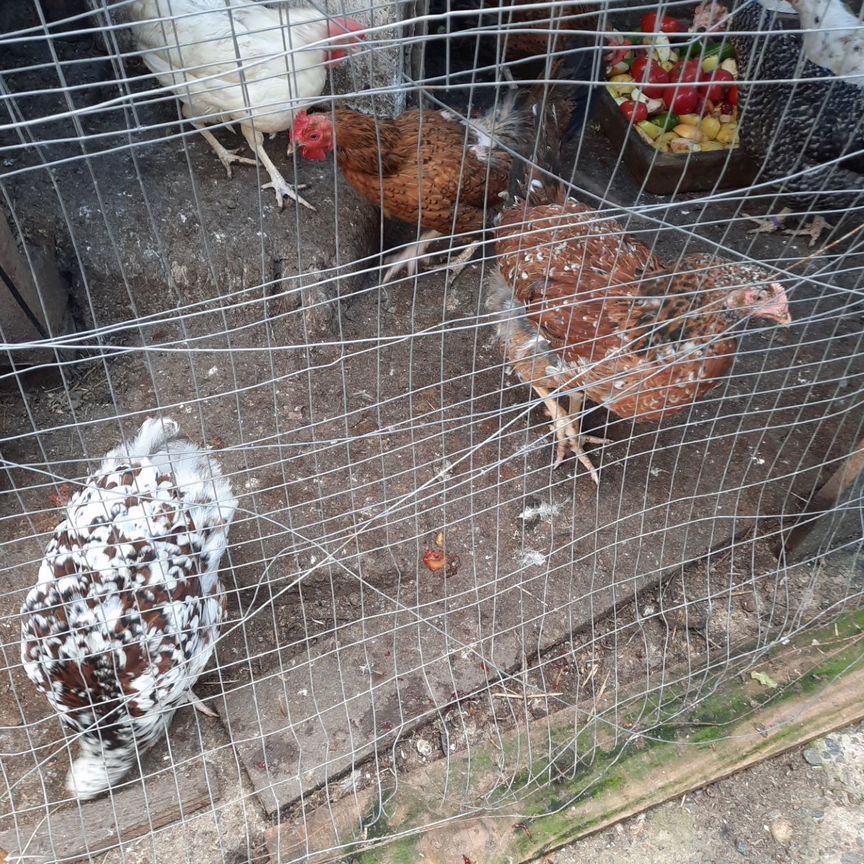 Петухи ливенские