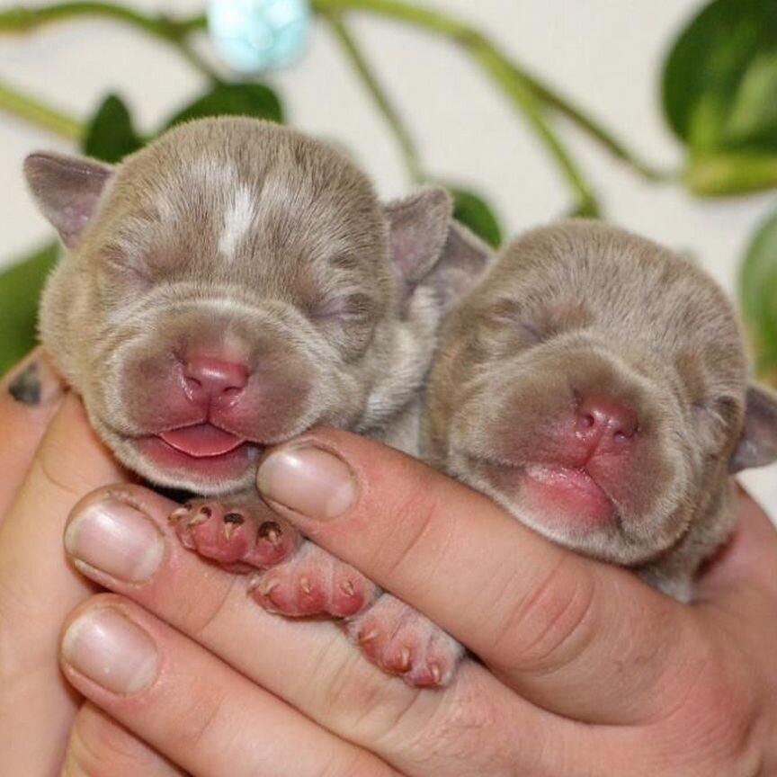 Американский булли, щенок