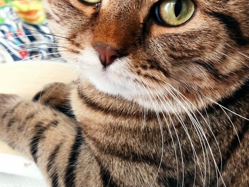 Отдам кота в добрые руки