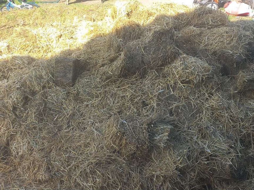 Солома ржаная