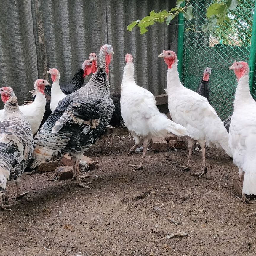 Индюки,петушки,уточки