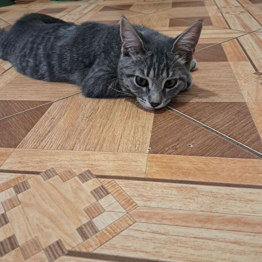 Котенок в добрые руки