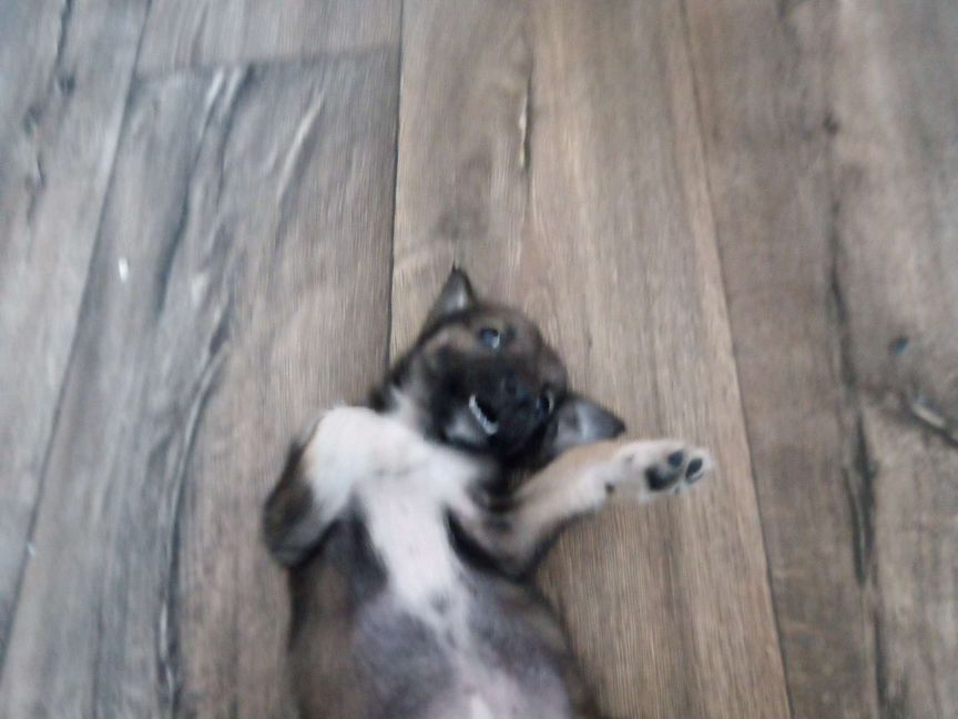 Отдам щеночка в хорошие руки бесплатно