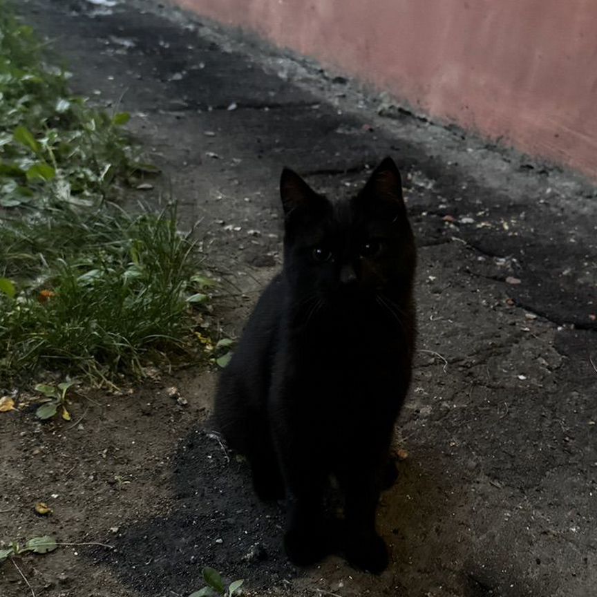Котёнок в добрые руки