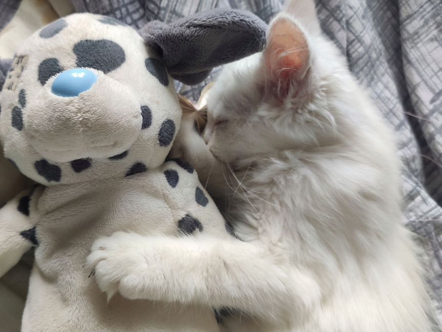 Белые котята в добрые руки