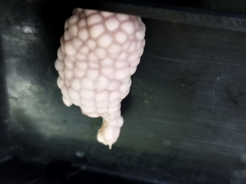 Яйца - кладка улитки ампулярии