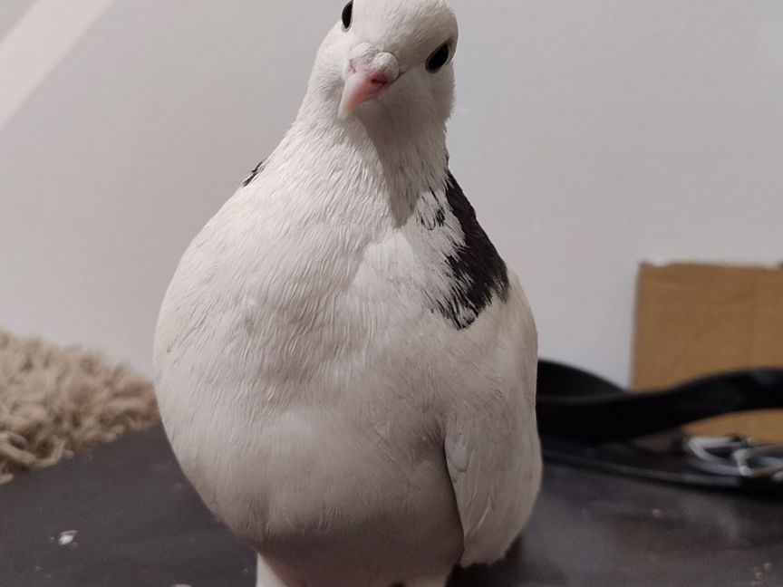 Найден голубь с бирками