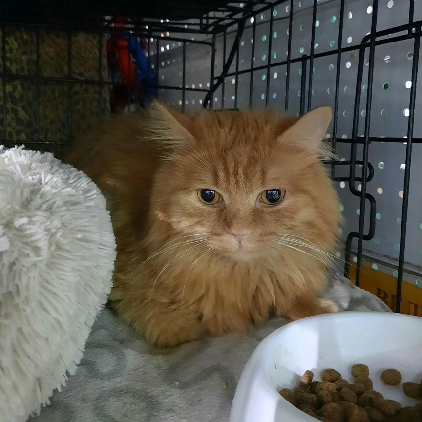 Взрослый кот в добрые руки