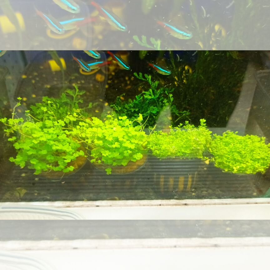 Почвакровка и другие аквариумные растения