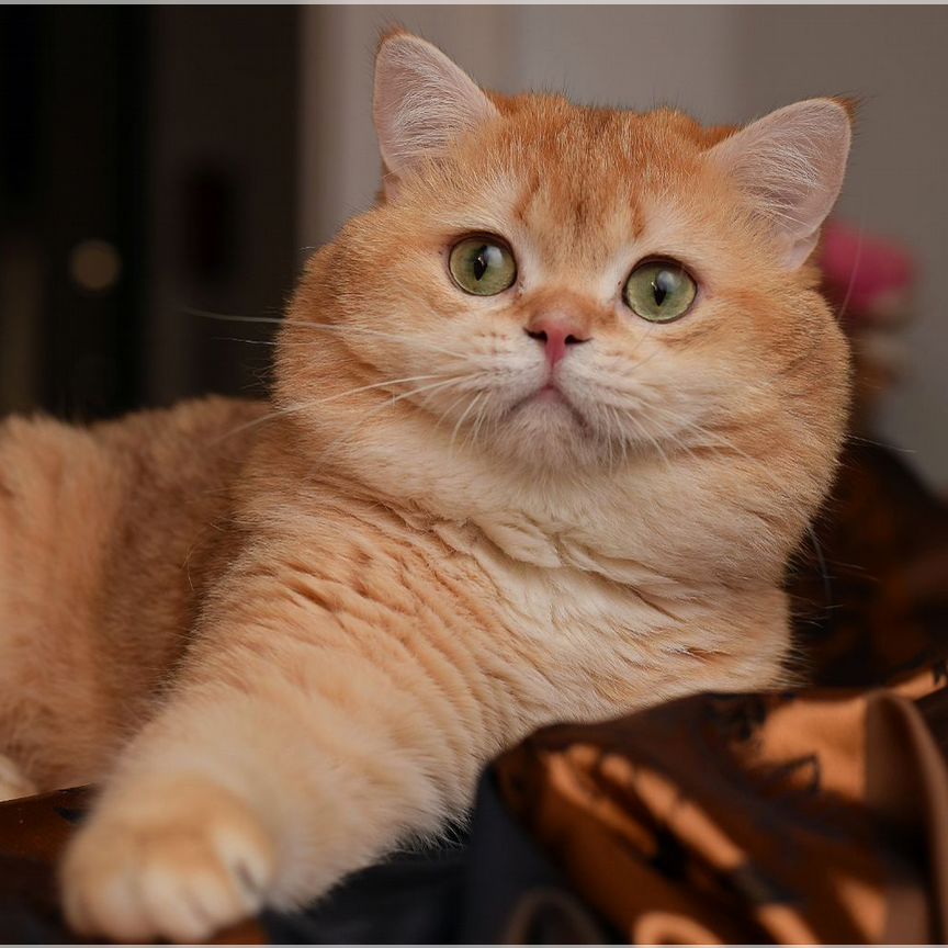 Шотландский прямоухий короткошёрстный, взрослый кот