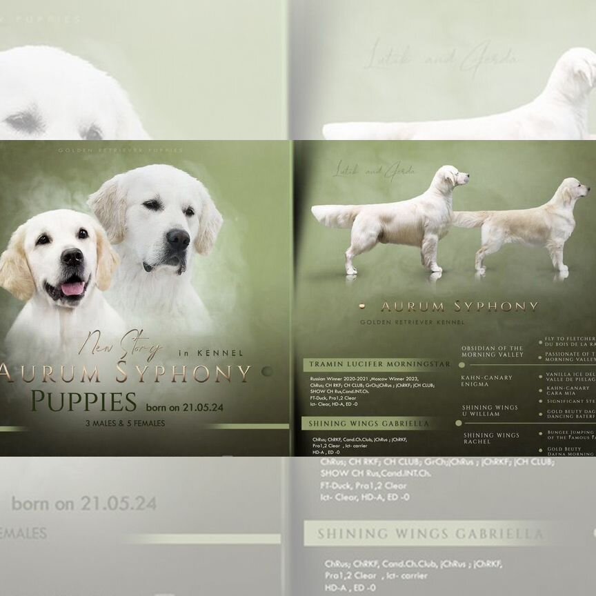 Щенки золотистого ретривера