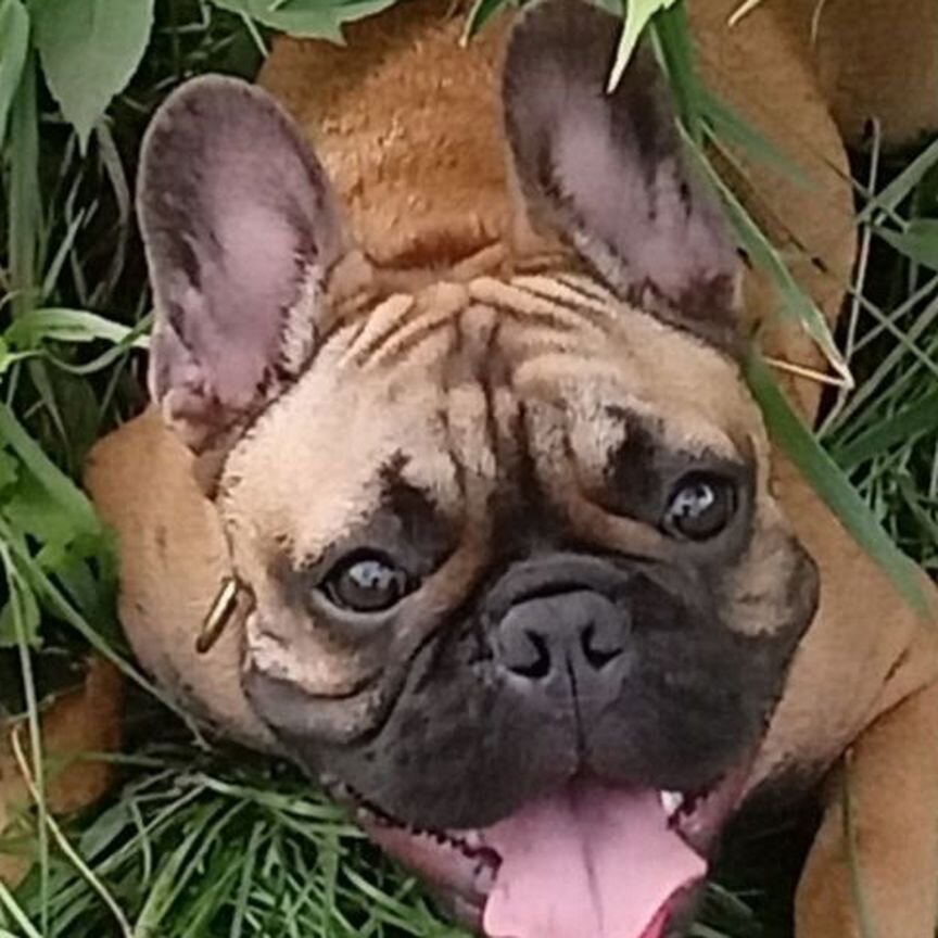 Французский бульдог, вязка