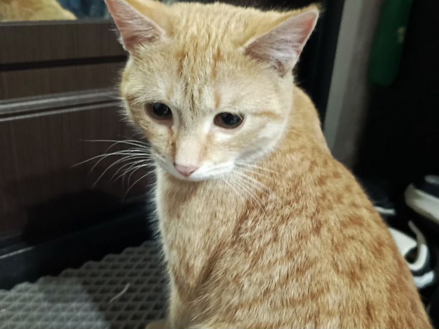 Отдам кота в добрые руки