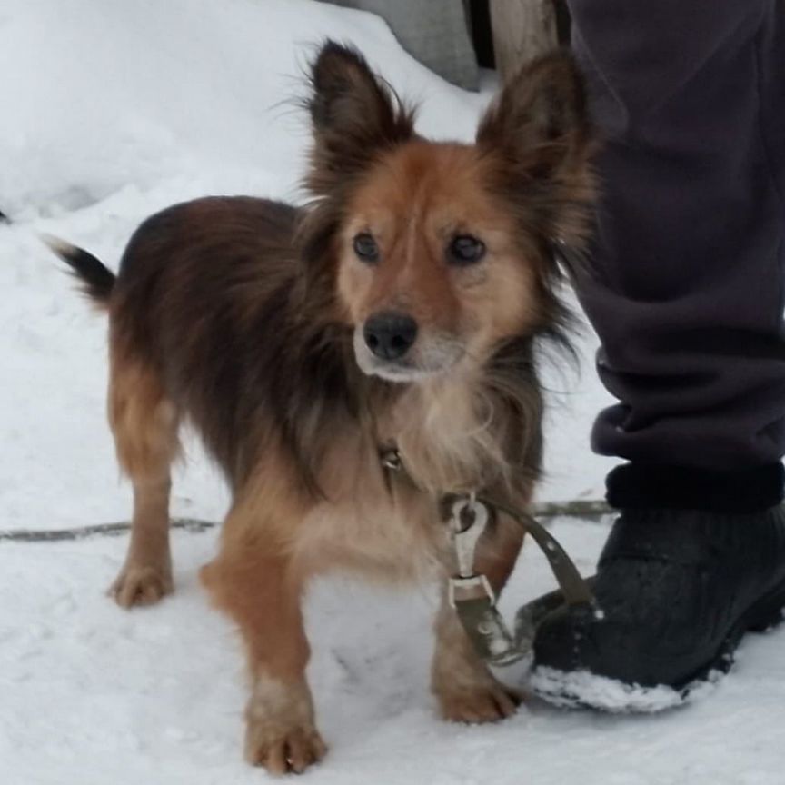 Кобель небольшого размера в квартиру