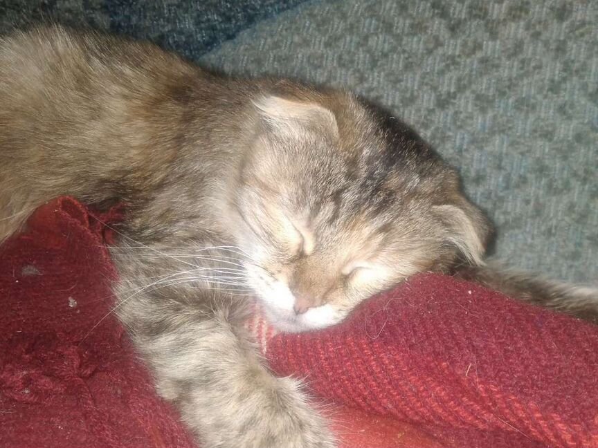 Вислоухая кошка в добрые руки