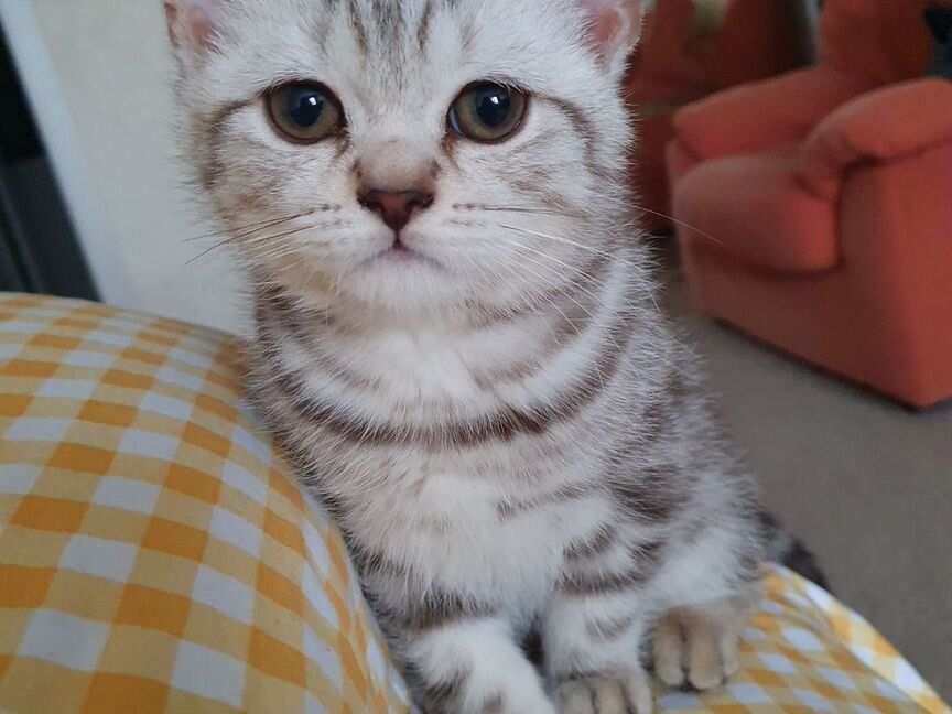 Шотландские котята