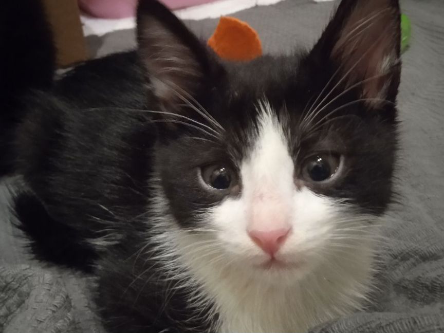 Котёнок ищет дом