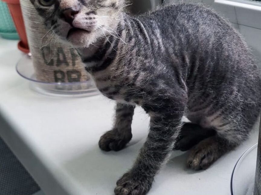 Котенок донской сфинкс браш